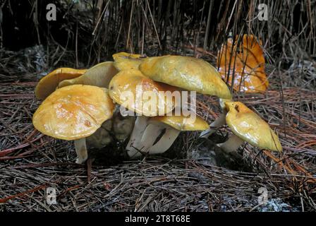 Suillus is a genus of basidiomycete fungi in the family Suillaceae and ...