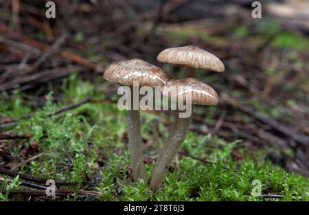 Inocybe, Inocybe is a large genus of mushroom-forming fungi with over ...