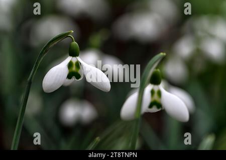 galanthus big eyes,hybrid snowdrop,hybrid galanthus,hybrids snowdrop ...