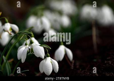Galanthus Dodo Norton; hybrid snowdrop; hybrid galanthus; hybrid ...