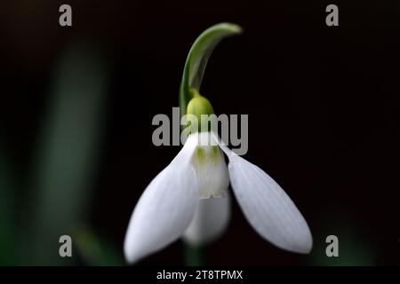 Galanthus Yashmak,hybrid galanthus; hybrid snowdrops; hybrids; snowdrop ...