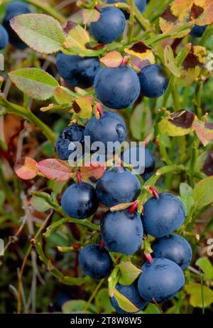 Blaeberry / Bilberry (Vaccinium myrtillus) fruits, Ben Lawers, National ...