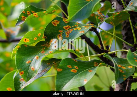 Pear leaves with pear rust infestation Stock Photo - Alamy