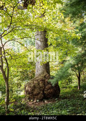 White Oak Bump Tree at Mill Mountain Wildflower Garden, Roanoke Stock ...