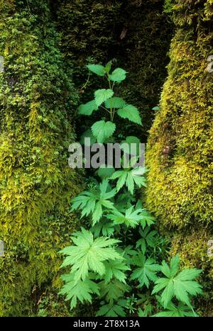 Waterleaf & nettles at base of bigleaf maple, Alder Glen Recreation ...