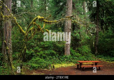 Picnic table in Humbug Campground, Willamette National Forest, Oregon ...