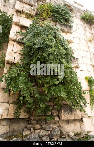 flowers and buds of thorny caper plant, growing on Roman walls of an ...