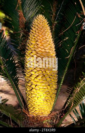 Cycas male strobilus, Cycadaceae Stock Photo - Alamy