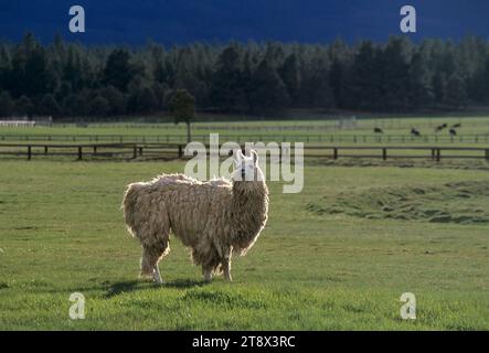 Llama ranch, Sisters, Oregon Stock Photo - Alamy