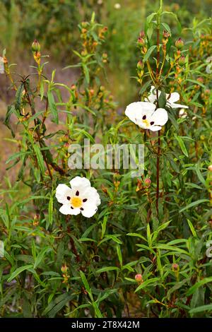 Laudanum (Cistus ladanifer) is a shrub native to western Mediterranean ...