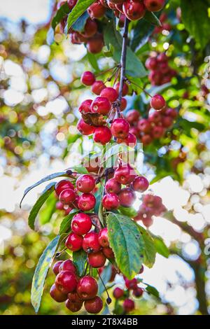 Forbidden red fruit berries on green leafy vine of tree in nature Stock ...