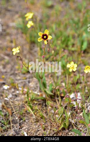 Annual Rockrose - Tuberaria guttata Stock Photo - Alamy