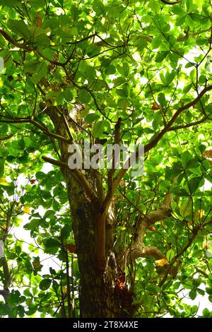 Malabar almond (Terminalia catappa) is a deciduous tree probably native ...