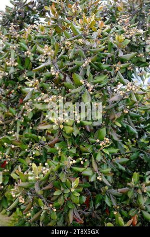 Assegai tree (Curtisia dentata) Plantae Stock Photo - Alamy