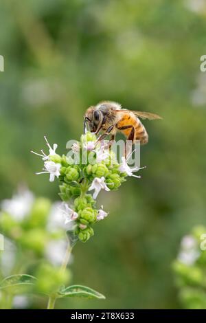 Italy, Lombardy, Bee Collecting Pollen on Silver Ragwort, Jacobaea ...