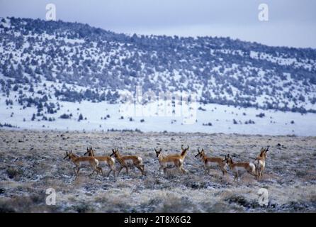 Pronghorn antelope in snow, Hart Mountain National Antelope Refuge ...