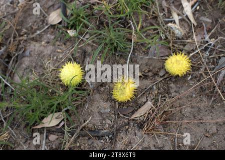 Wild cucumber or wild gherkin (Cucumis africanus) is a prostrate ...