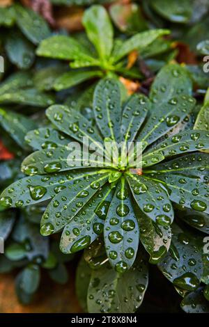 Green plant with circular fanning out of leaves covered in waterdrops ...