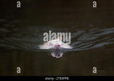 Leucistic coypu / nutria (Myocastor coypus) white morph, swimming in ...