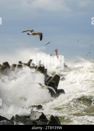 Hurricane scene, a seagull flies over waves and splashes during a ...