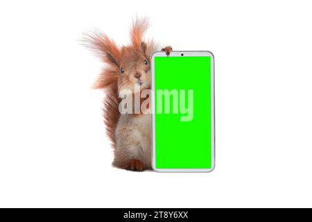 squirrel with mobile phone on a white background with white screen ...