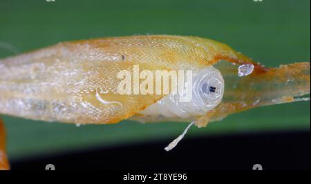 Wheat bulb fly (Delia coarctata) dead-heart damage to wheat crop Stock ...