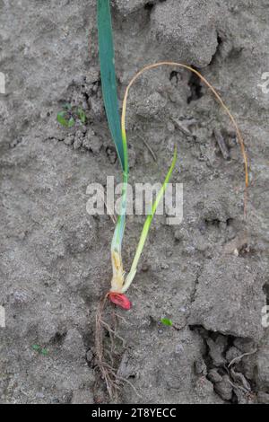 Wheat bulb fly (Delia coarctata) dead-heart damage to wheat crop Stock ...