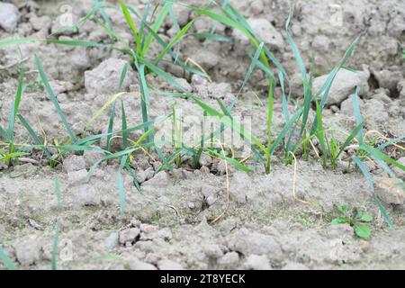 Young winter wheat plants damaged by larva, maggot of wheat bulb fly ...