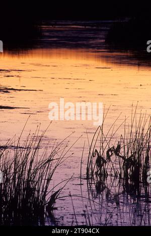 Bulrush marsh dawn, Klamath Wildlife Area, Volcanic Legacy National ...