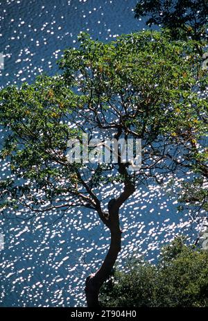 Rogue Wild & Scenic River, Rogue-Coquille National Scenic Byway ...