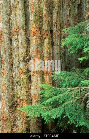 Port Orford Cedar, Tree, Oregon Cypress, Lawson Cypress, Chamaecyparis ...