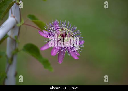 Rare Purple Passiflora miersii flower blooms on a vine in a botanical ...