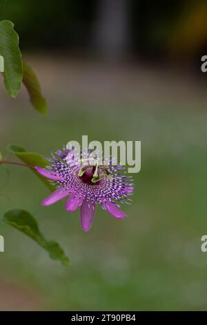 Rare Purple Passiflora miersii flower blooms on a vine in a botanical ...