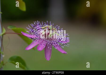 Rare Purple Passiflora miersii flower blooms on a vine in a botanical ...