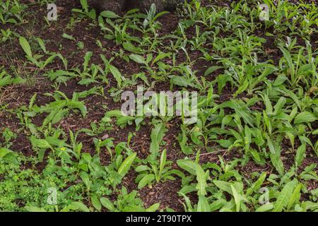 Natural mulch border overgrown with wild broadleaved Lactuca sativa ...