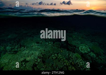 Coral reef of Mayotte lagoon at sunset Stock Photo - Alamy