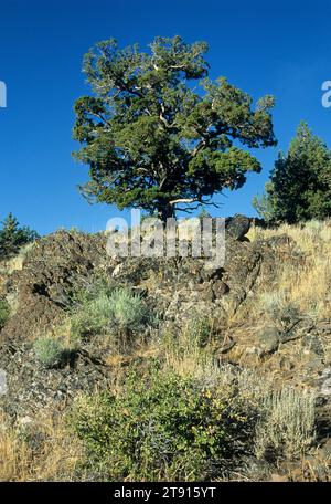 Western juniper (Juniperus occidentalis), Kiger Horse Management Area ...