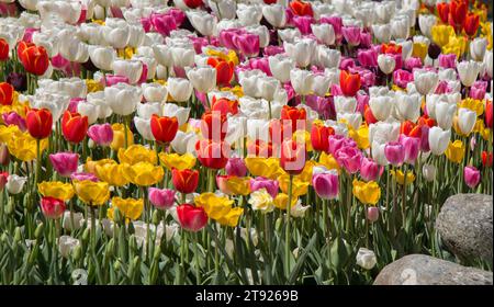 Various color tulip flowers bloom in spring the garden Stock Photo - Alamy