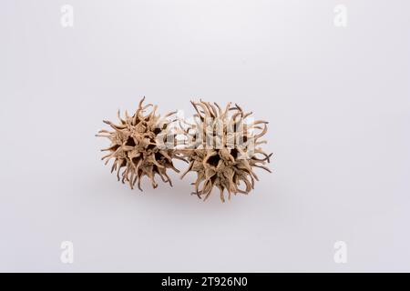 Brown pod or capsule on a white background Stock Photo - Alamy