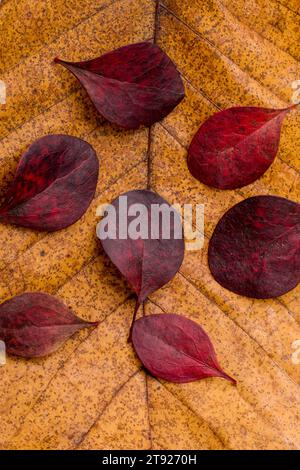Beautiful dry autumn leaves placed on a white background Stock Photo ...