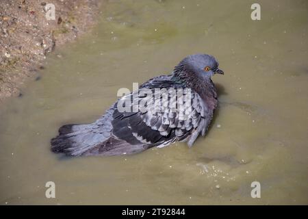 City pigeons bath in the muddy water Stock Photo - Alamy