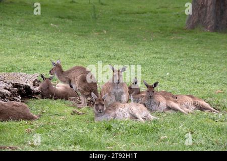Western grey kangaroos have a finely haired muzzle. They have light to ...