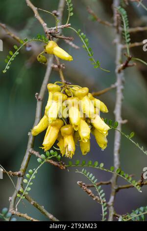 Small-leaved kowhai (Sophora microphylla Stock Photo - Alamy