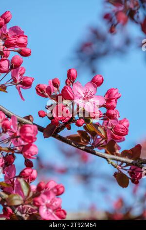 Malus Cardinal, or the pink crab apple tree, in flower Stock Photo - Alamy