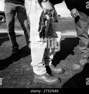 Stag hunting in Quantock Somerset UK Stock Photo - Alamy