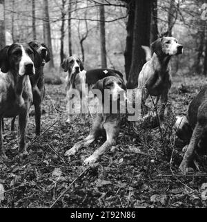 Foxhunting UK, The Lake District the Blencathra Foxhounds. A fox has ...