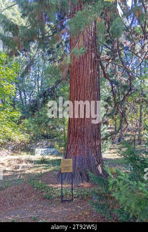 King Ferdinand of Bulgaria Stock Photo - Alamy