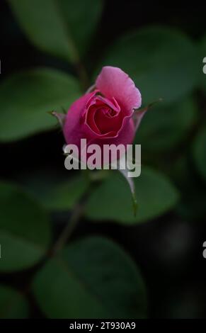 A beautiful and simple flower called a rose Stock Photo - Alamy