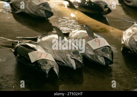 Yellow tale tuna and other catch at fish auction early in the morning ...