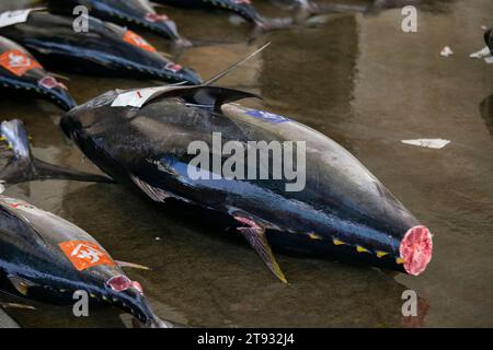 Yellow tale tuna and other catch at fish auction early in the morning ...